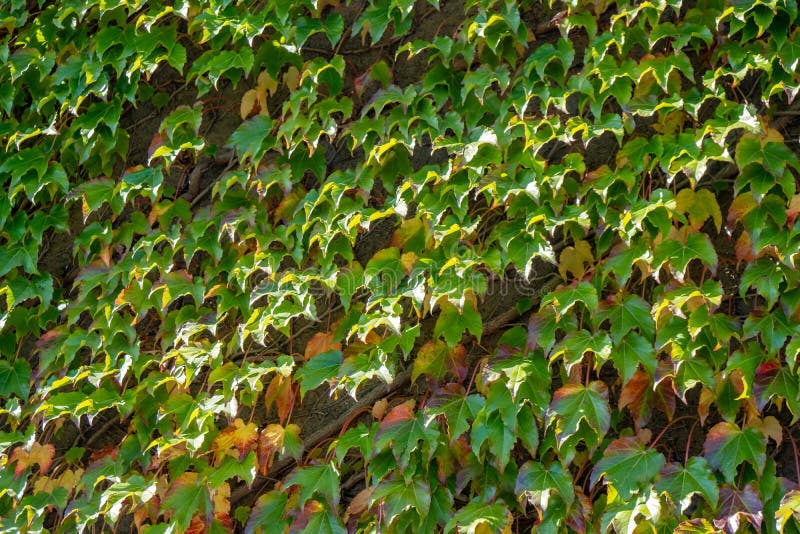 View of House Facade with Wall and Windows, Covered by Overgrown ...
