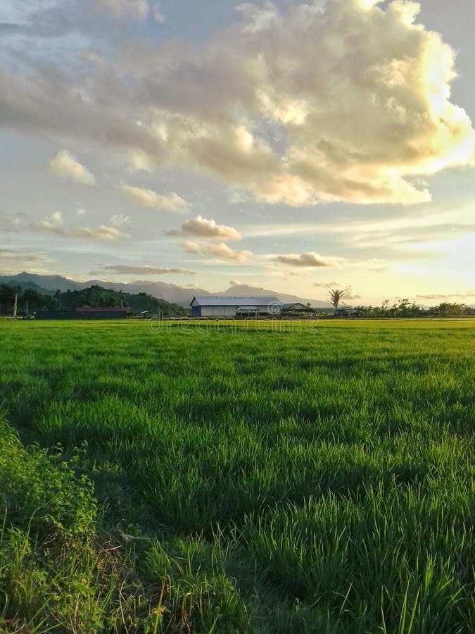 View of Houses in Village Rice Fields in the Afternoon Stock Photo ...