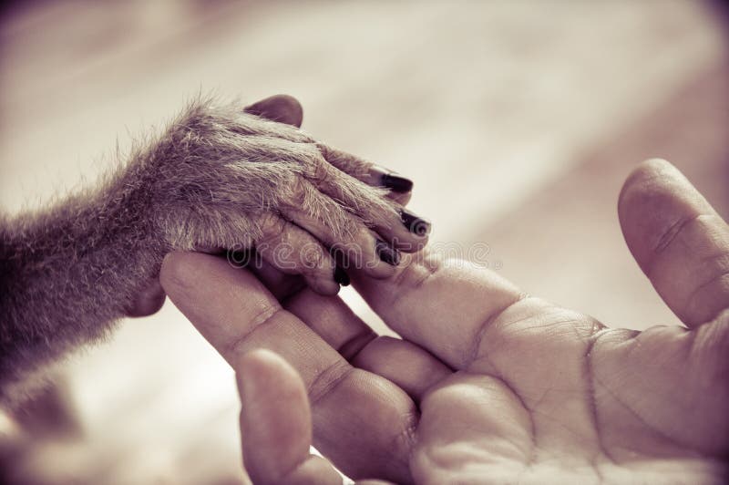 Handshake between Human Hand and Monkey Hand Stock Image - Image of ...
