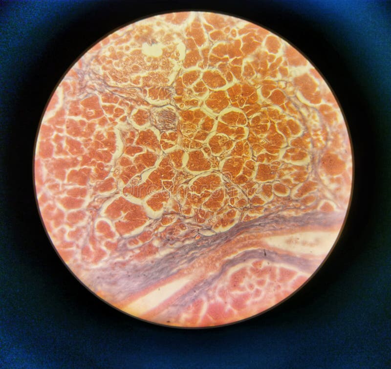 Pancreas Cross-Section stock image. Image of circle - 260235403