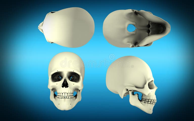 View of Human Skull from Different Angles. Stock Illustration ...