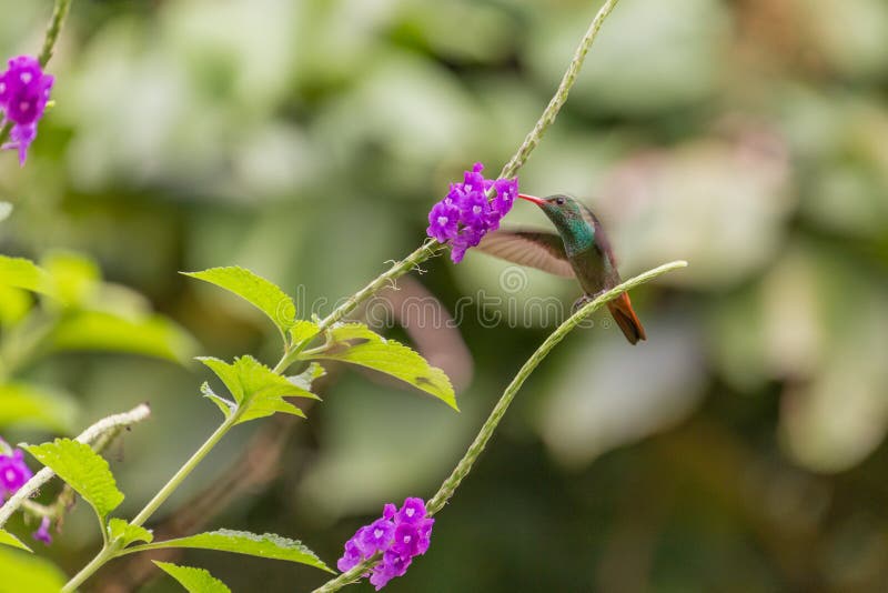 View of the Hummingbird / Nature Stock Photo - Image of landscape ...