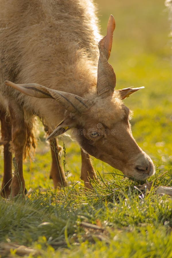 View of Hungarian Racka Sheep in Greenery Field Stock Photo - Image of ...