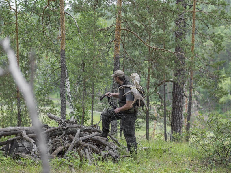 View of a Hunter in the Forest with a Bow in the Woods Carries Moose ...