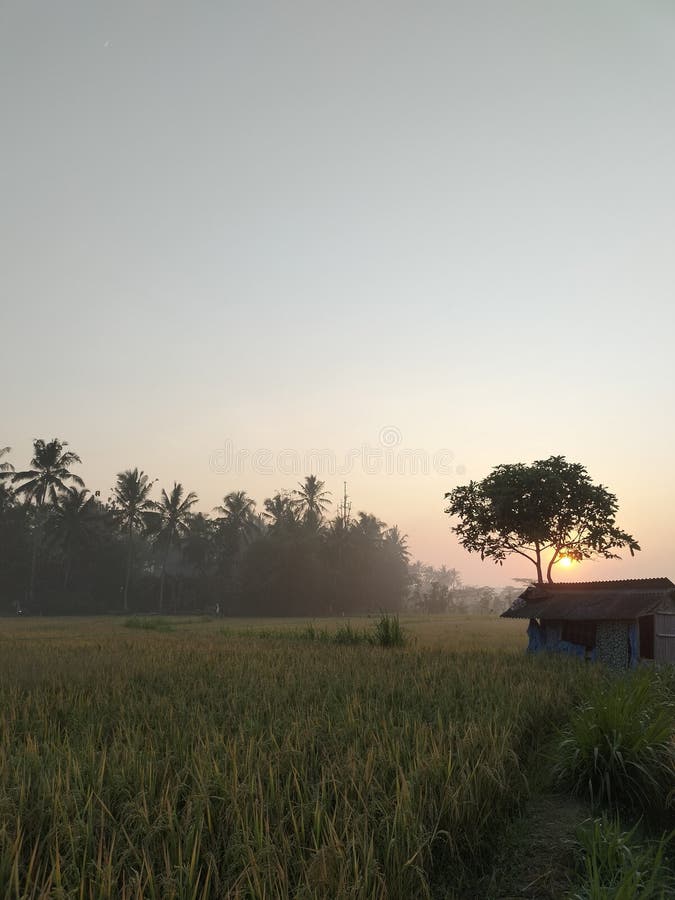 View of a Hut in the Middle of a Rice Field at Sunrise Stock Image ...