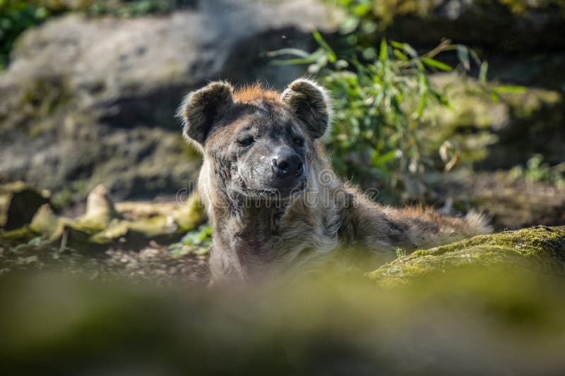 View of a hyena in a park stock photo. Image of wildlife - 276392732