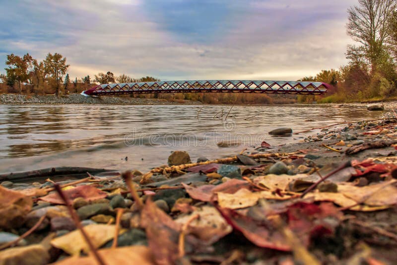 Low Angle Peace Bridge and Fall Leaves Editorial Stock Photo - Image of ...