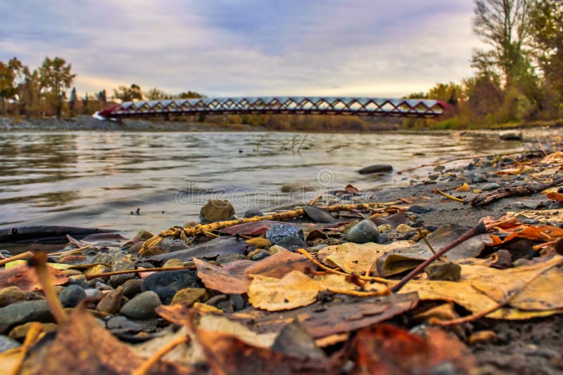 Low Angle Peace Bridge and Fall Leaves Editorial Photo - Image of leaf ...