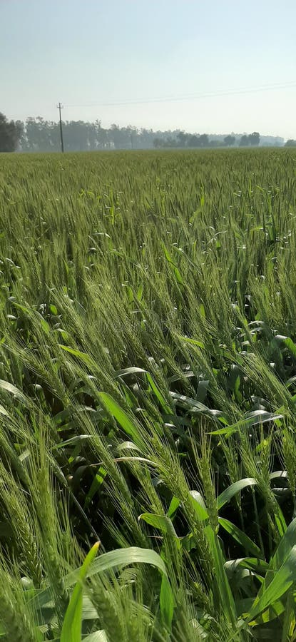 A View of Indian Farm Showing Wheat Crop Stock Image - Image of crop ...