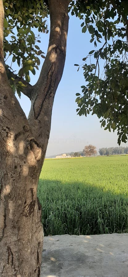 A View of Indian Farm Showing Wheat Crop Stock Image - Image of view ...