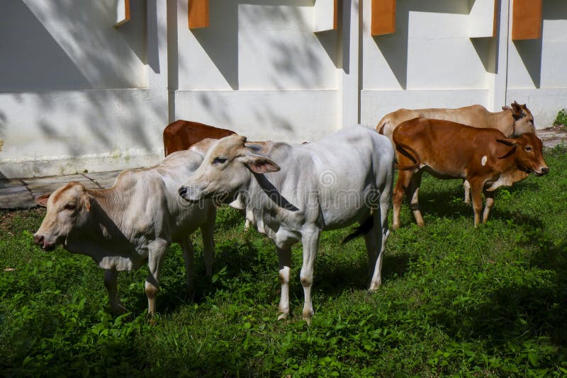 View of Indian Native Cattle Breeds in Outdoor Stock Photo - Image of ...