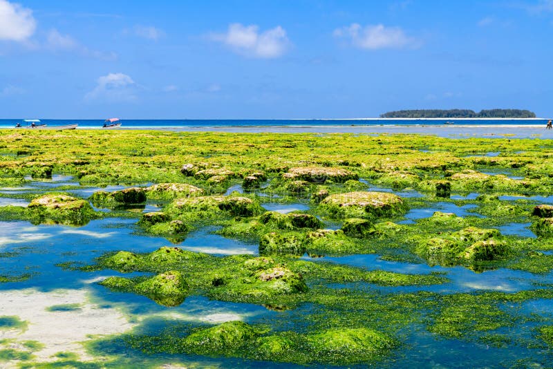 View on Indian Ocean at the Zanzibar Island. Mnemba Island at Horizon ...