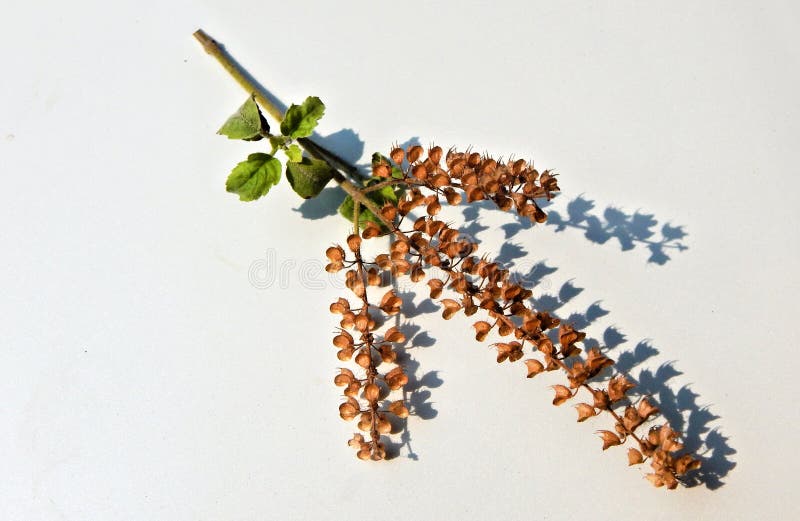 View of Indian Tulasi or Holy Basil Stem with Leaves Stock Photo ...