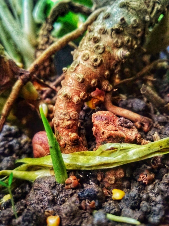 Lumbu Stock Photos - Free & Royalty-Free Stock Photos from Dreamstime