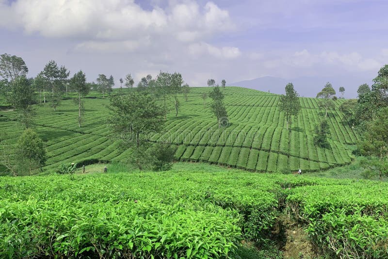 View of Indonesian Tea Plantations Stock Photo - Image of plantation ...
