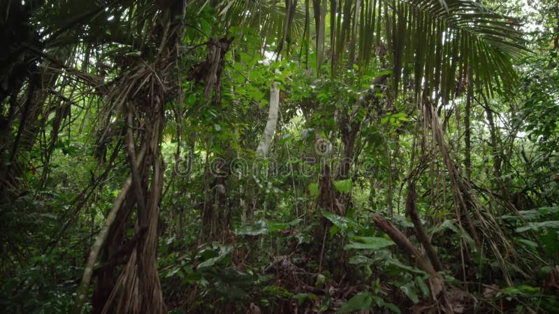 Inside Amazon Rainforest with Lush Trees in South America Stock Footage ...