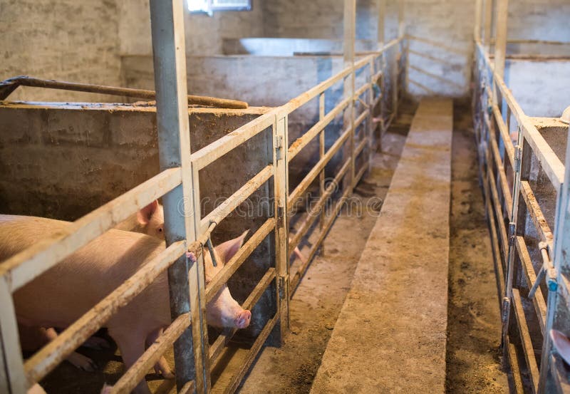 780 Inside Barn Pig Stock Photos - Free & Royalty-Free Stock Photos ...