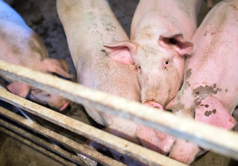 View of Inside of Big Breeding Pig Farm. Stock Photo - Image of growth ...