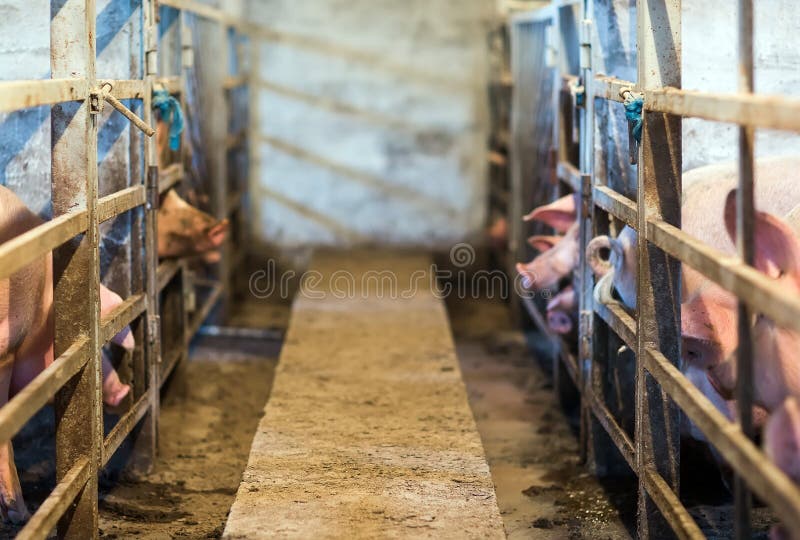 View of Inside of Big Breeding Pig Farm. Stock Photo - Image of growth ...