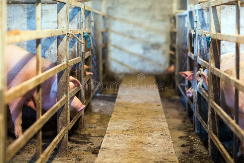794 Inside Barn Pig Stock Photos - Free & Royalty-Free Stock Photos ...