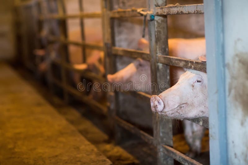 794 Inside Barn Pig Stock Photos - Free & Royalty-Free Stock Photos ...
