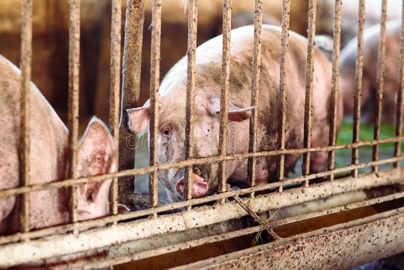 794 Inside Barn Pig Stock Photos - Free & Royalty-Free Stock Photos ...