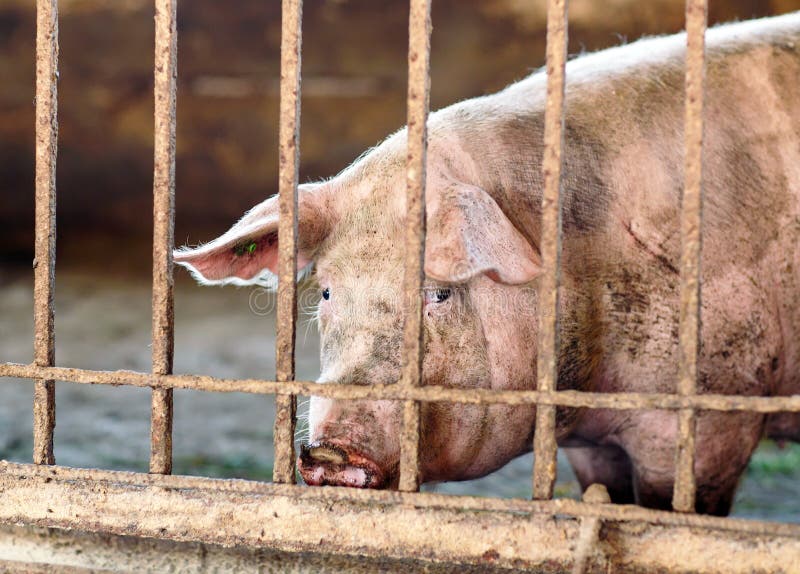 780 Inside Barn Pig Stock Photos - Free & Royalty-Free Stock Photos ...