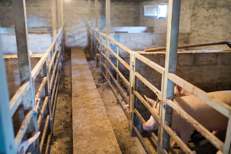 Pig Farm. Rural Pig Farms, Naturally Raised. Stock Image - Image of ...