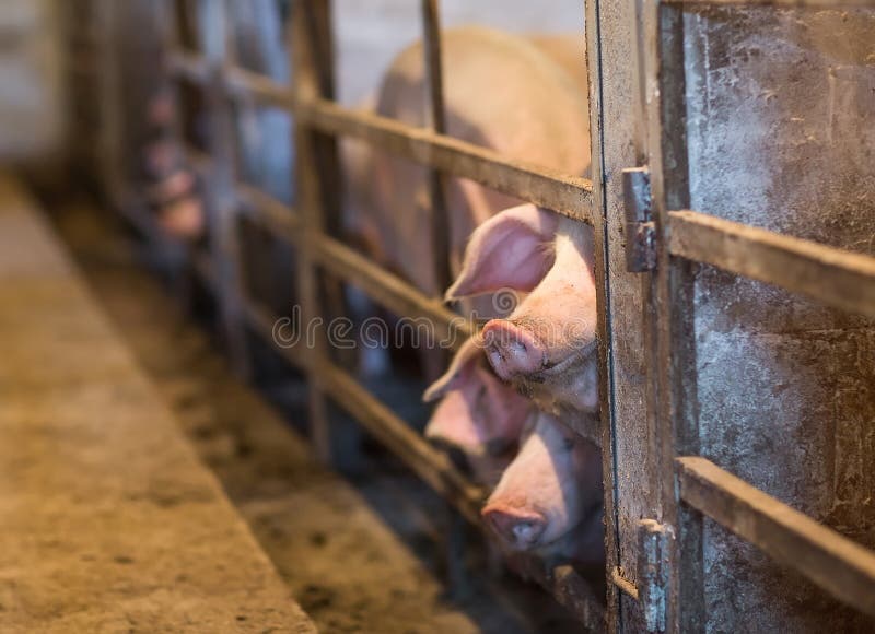 View of Inside of Big Breeding Pig Farm. Stock Photo - Image of cute ...