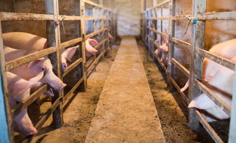 View of Inside of Big Breeding Pig Farm. Stock Image - Image of food ...