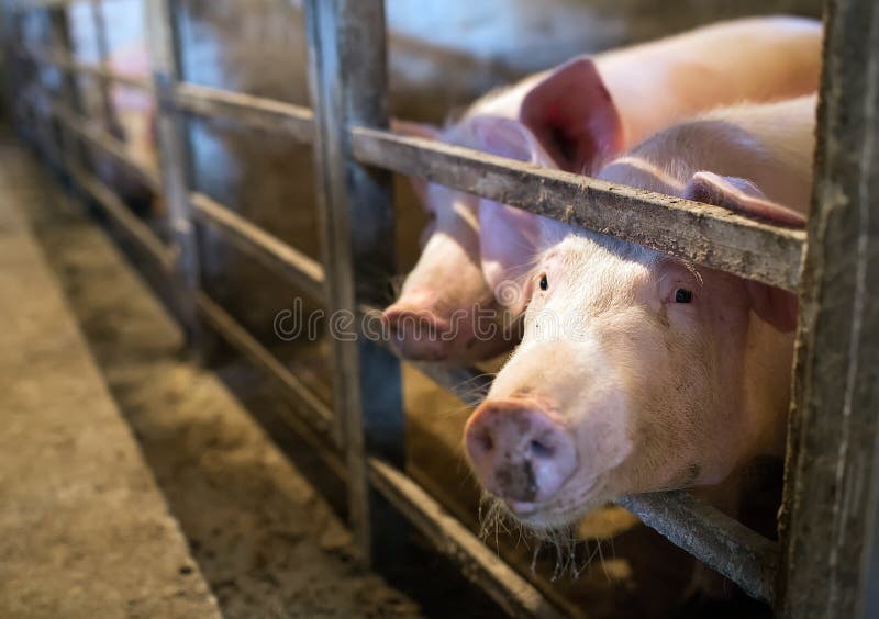 View of Inside of Big Breeding Pig Farm. Stock Image - Image of dirty ...