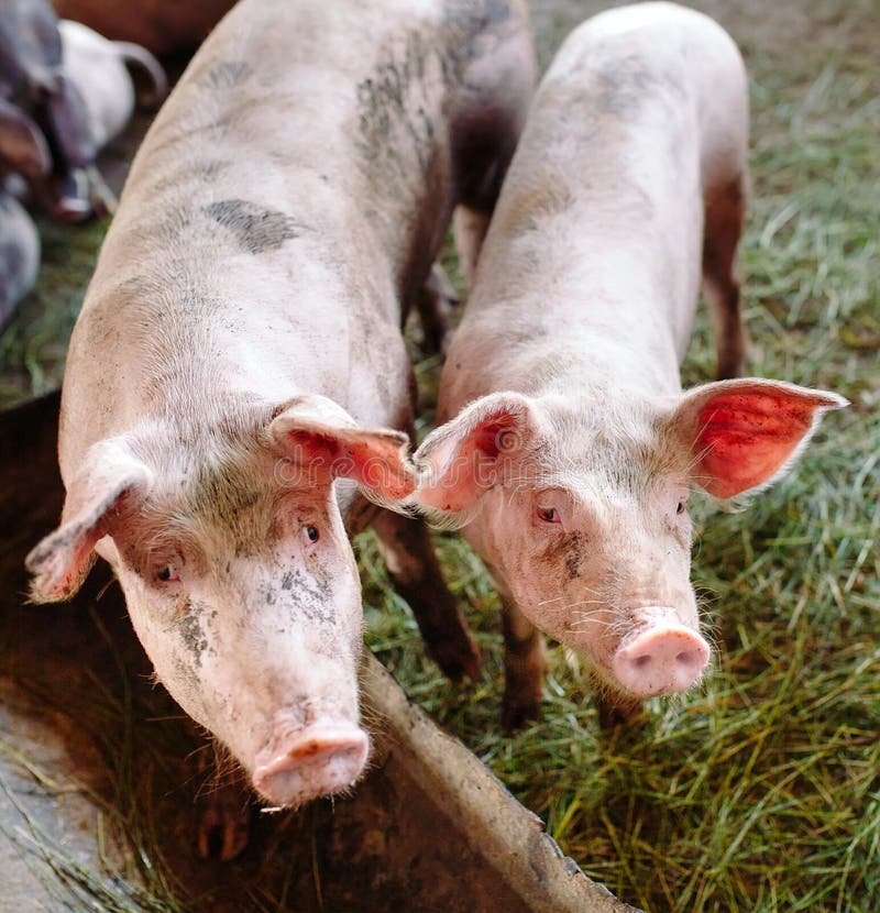 780 Inside Barn Pig Stock Photos - Free & Royalty-Free Stock Photos ...