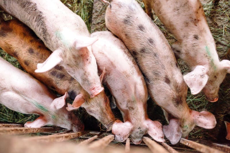 View of Inside of Big Breeding Pig Farm. Stock Image - Image of ...