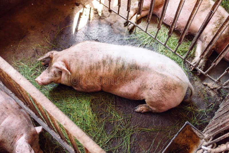 View of Inside of Big Breeding Pig Farm. Stock Photo - Image of indoor ...