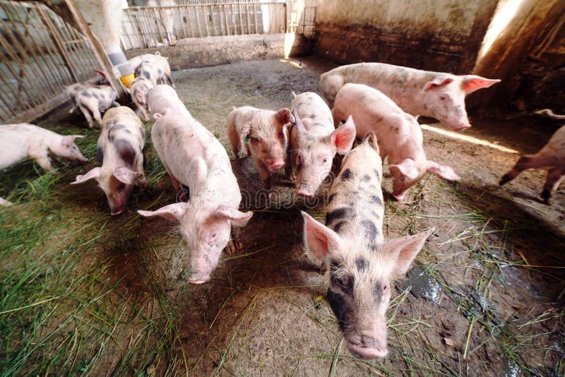 794 Inside Barn Pig Stock Photos - Free & Royalty-Free Stock Photos ...