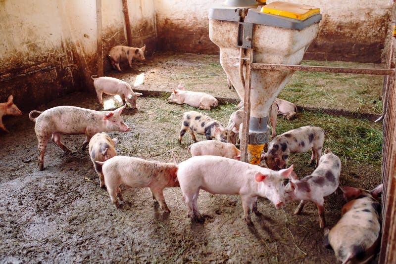 View of Inside of Big Breeding Pig Farm. Stock Image - Image of healthy ...