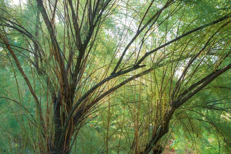 View of the Inside of a Bush Taken Stock Photo - Image of leaf, europe ...