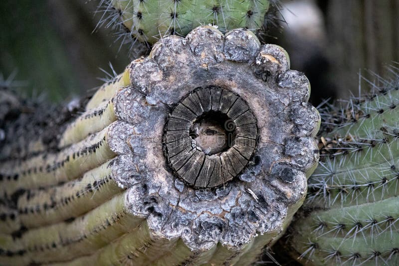 View of Inside of Cactus and Wood Cactus Skeleton Stock Photo - Image ...