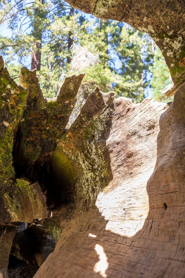 The View from Inside of a Fallen Sequoia in Sequoia National Park Stock ...