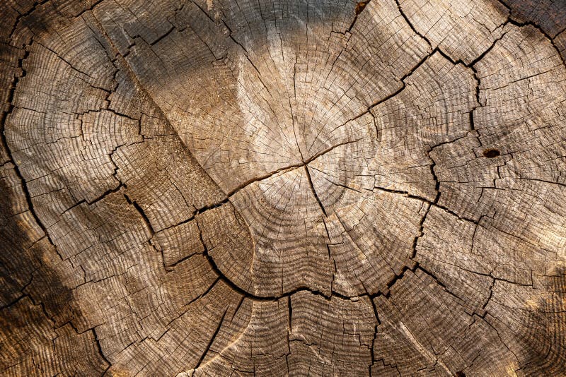 A View from Inside a Felled Tree. a Tree Stump Pattern Stock Image ...