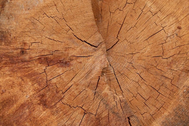 A View from Inside a Felled Tree. a Tree Stump Pattern Stock Image ...
