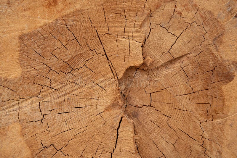A View from Inside a Felled Tree. a Tree Stump Pattern Stock Image ...
