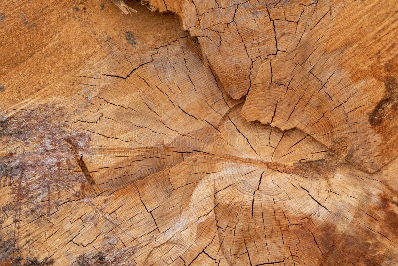 A View from Inside a Felled Tree. a Tree Stump Pattern Stock Photo ...