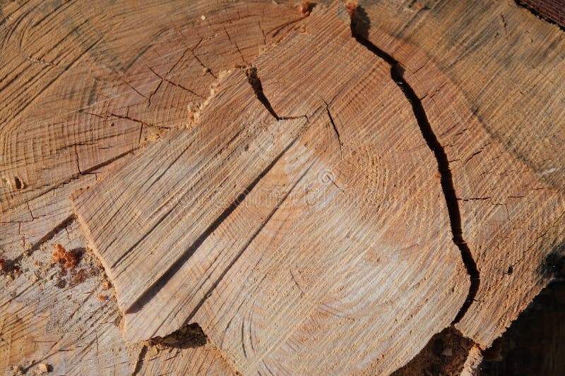 A View from Inside a Felled Tree. a Tree Stump Pattern Stock Photo ...