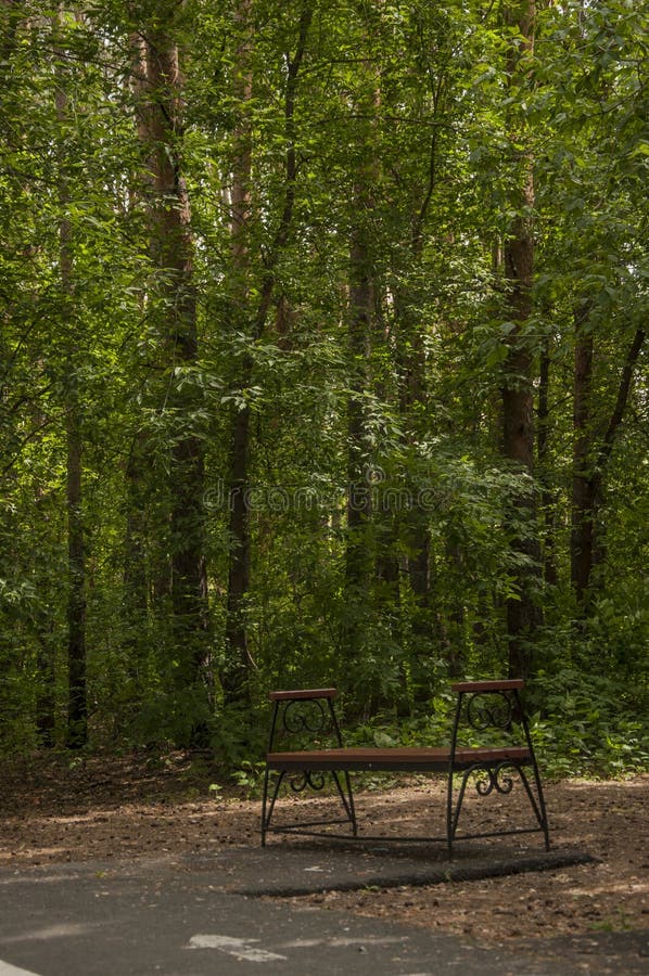 View from Inside the Forest. Beautiful Nature. Summer Taiga Landscape ...