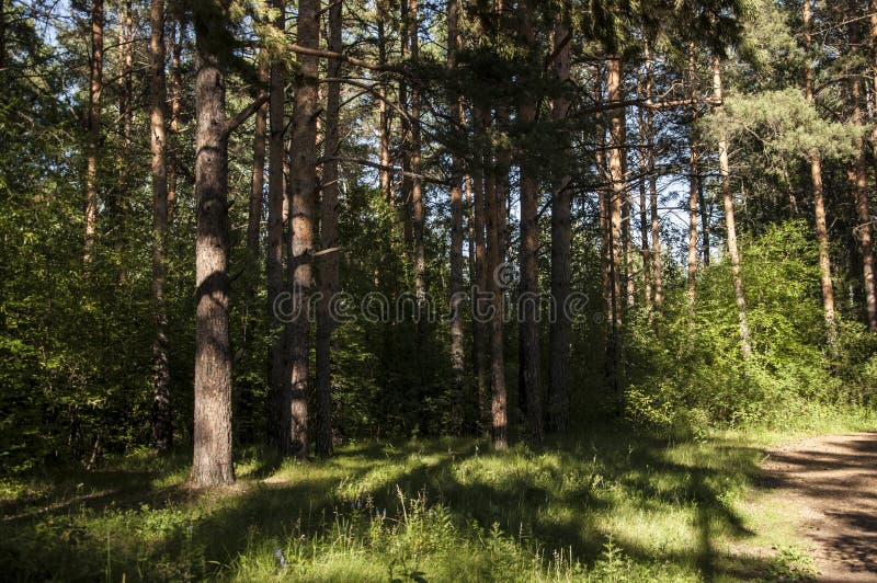 View from Inside the Forest. Beautiful Nature. Summer Taiga Landscape ...