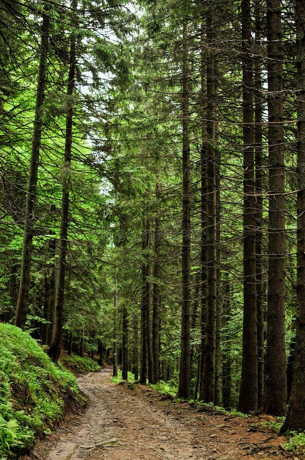 View Inside of the Forest on the Fir Trees Stock Photo - Image of ...