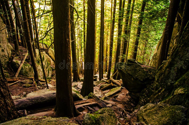View Inside a Forest on a Mountain with Large Trees Stock Photo - Image ...