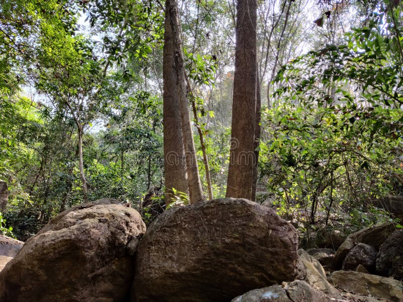 View of Inside of the Forest with Rocks and Trees Stock Image - Image ...