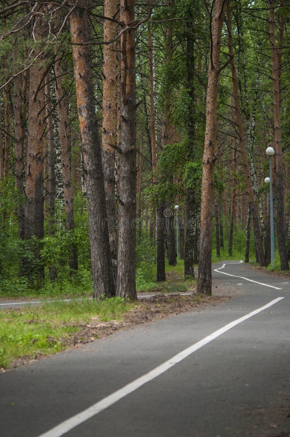 View from Inside the Forest. Summer Taiga Landscape. Path in a Pine ...
